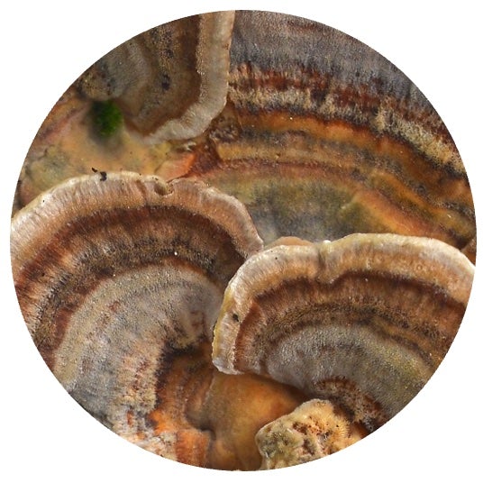 Turkey Tail – tagged "Turkey Tail" – North Spore