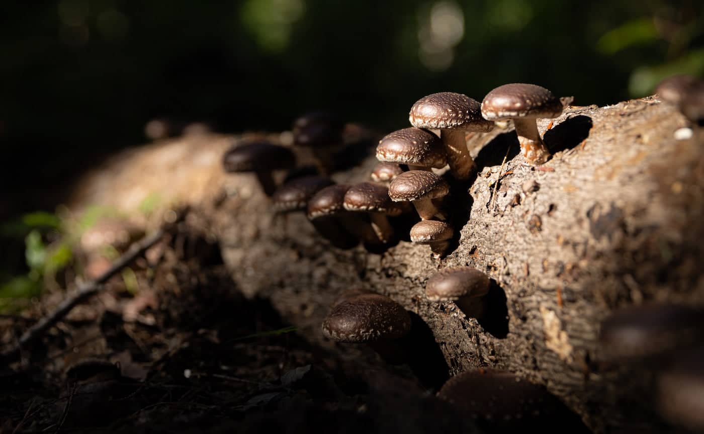How to Grow Mushrooms on Logs, Pillars, and Stumps – North Spore