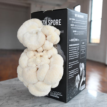 The Black Trumpet Blog – North Spore