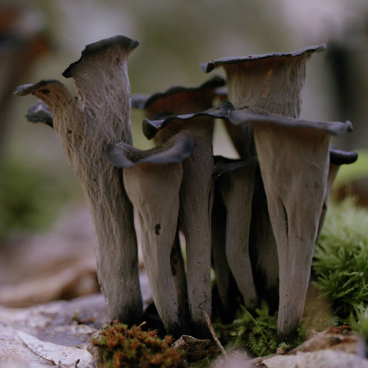 How to Find and Cook Black Trumpet Mushrooms | North Spore