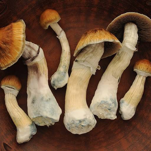 All about Psilocybe cubensis: Distribution, Morphology, and Common ...