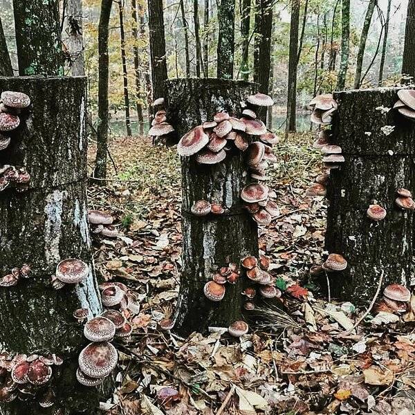 Fry Farm: Growing Lion's Mane and Shiitake Mushroom Pillars in Georgia ...