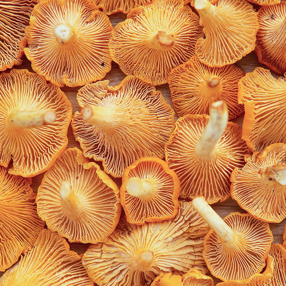 How to Identify & Forage Chanterelle Mushrooms | North Spore
