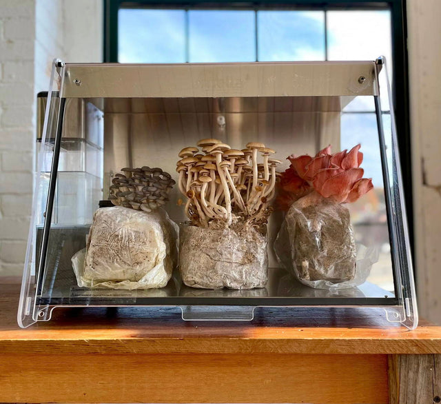 We Tested the Mella Smart Mushroom Fruiting Chamber – North Spore