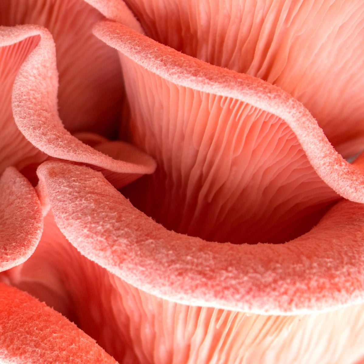 Beginner Mushroom Kits & Spawn – North Spore