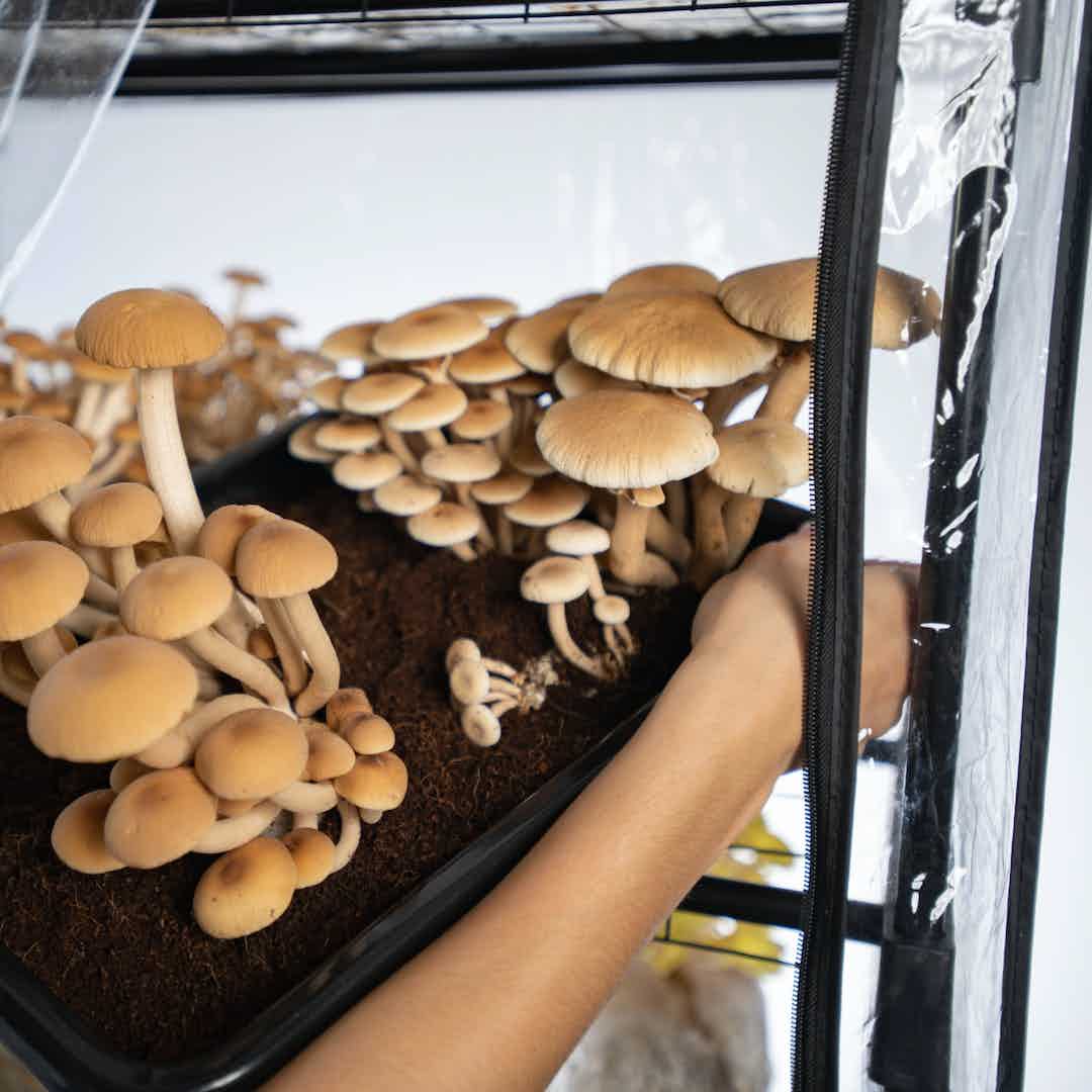 Mushroom Grow Chambers – High-Quality Solutions for Home Cultivation ...