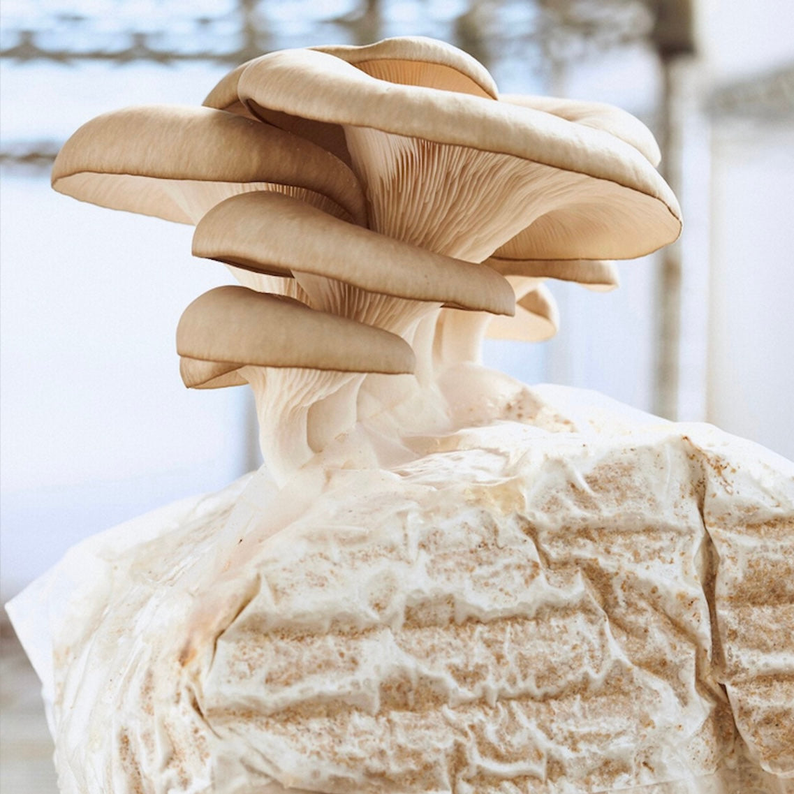 Shop Mushroom Growing Kits | North Spore