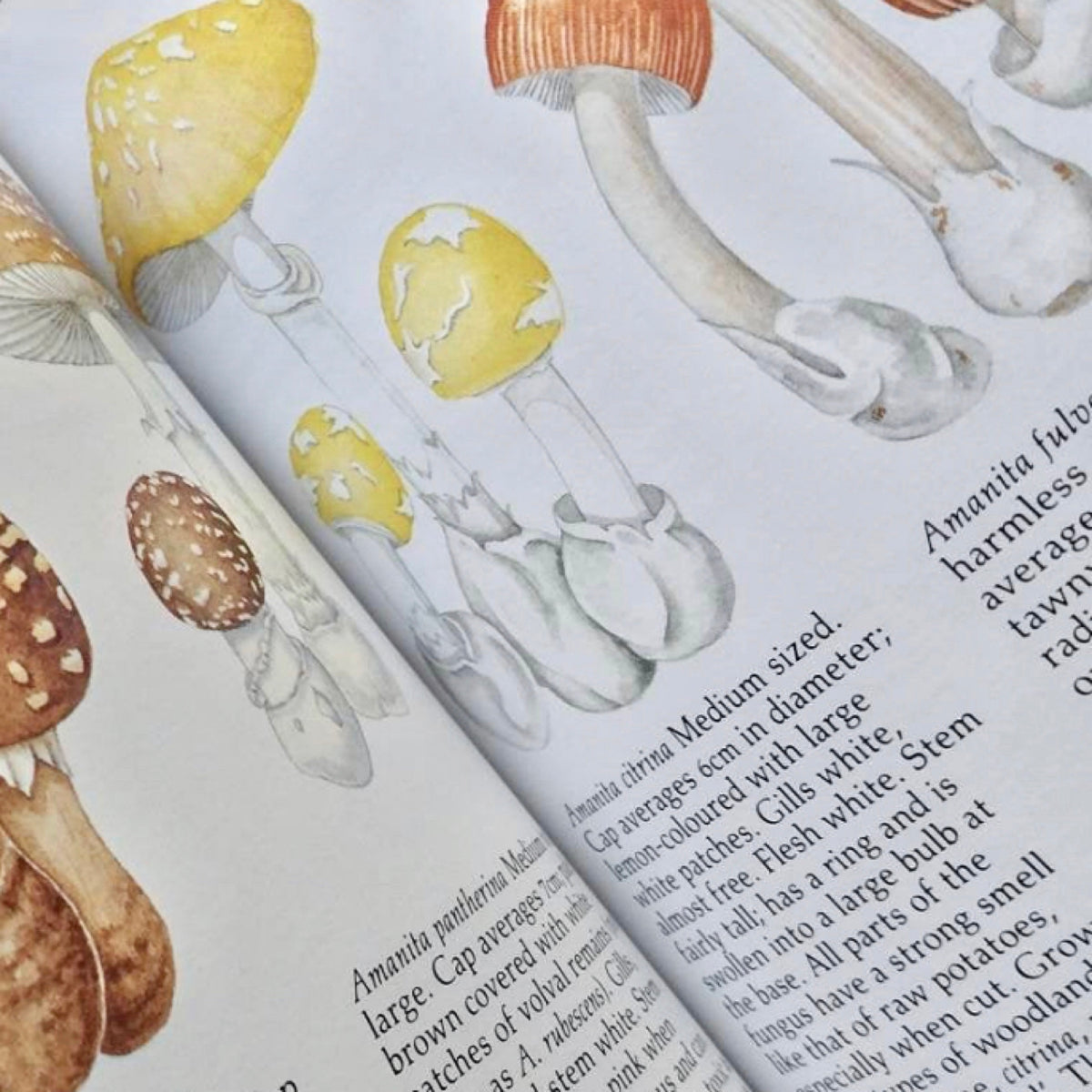 Foraging Books – North Spore