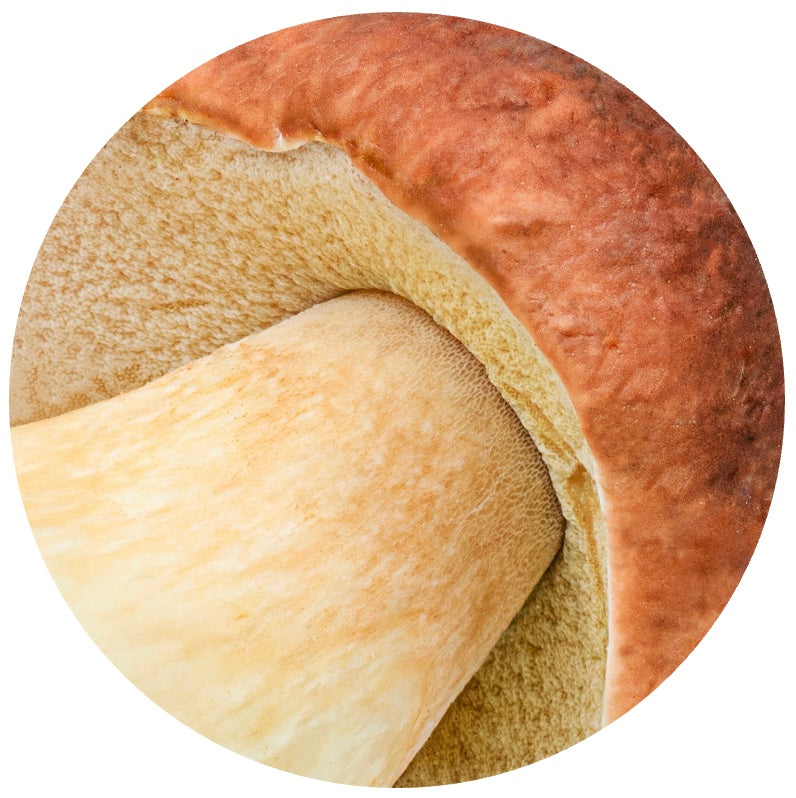 Porcini – North Spore