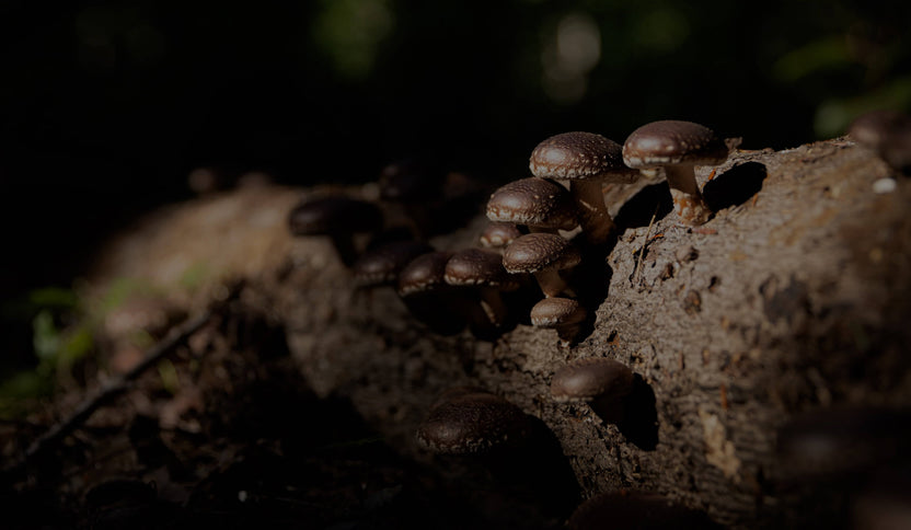Grow Shiitake Mushrooms – North Spore