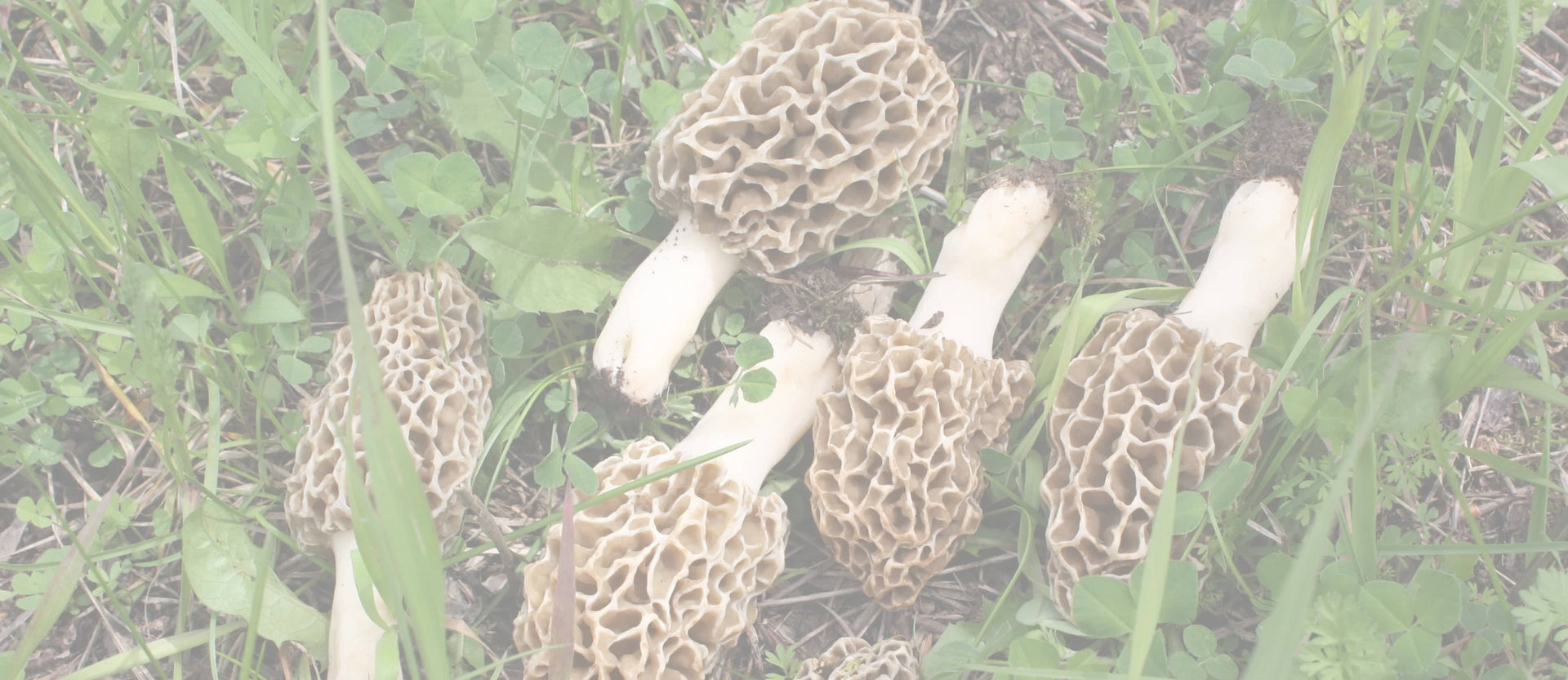Grow Morel Mushrooms | North Spore