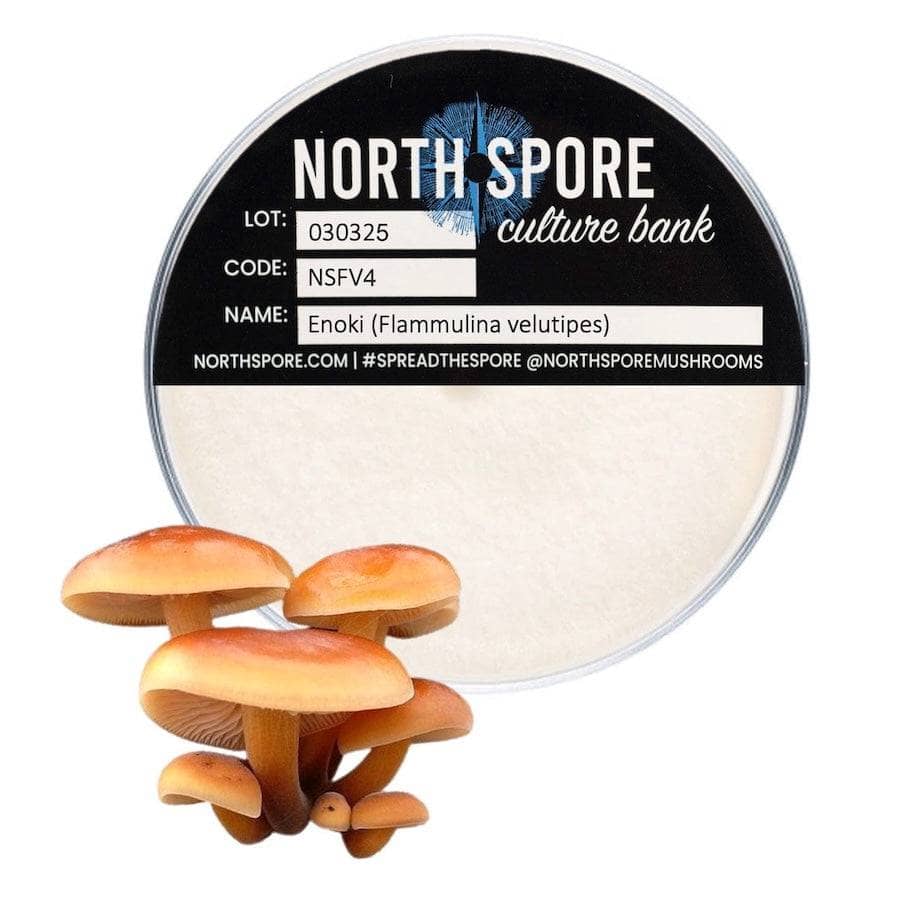 Golden Enoki Mushroom Culture Plates | North Spore