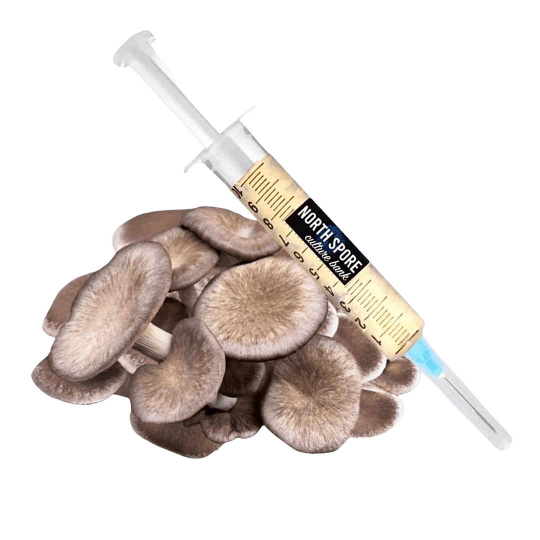Black King Mushroom Liquid Culture Syringe | North Spore
