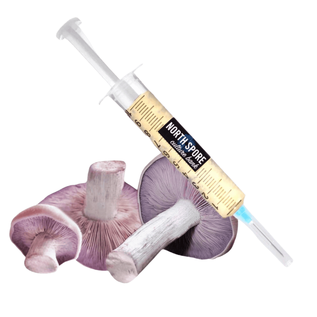 Blewit Mushroom Liquid Culture Syringe | North Spore