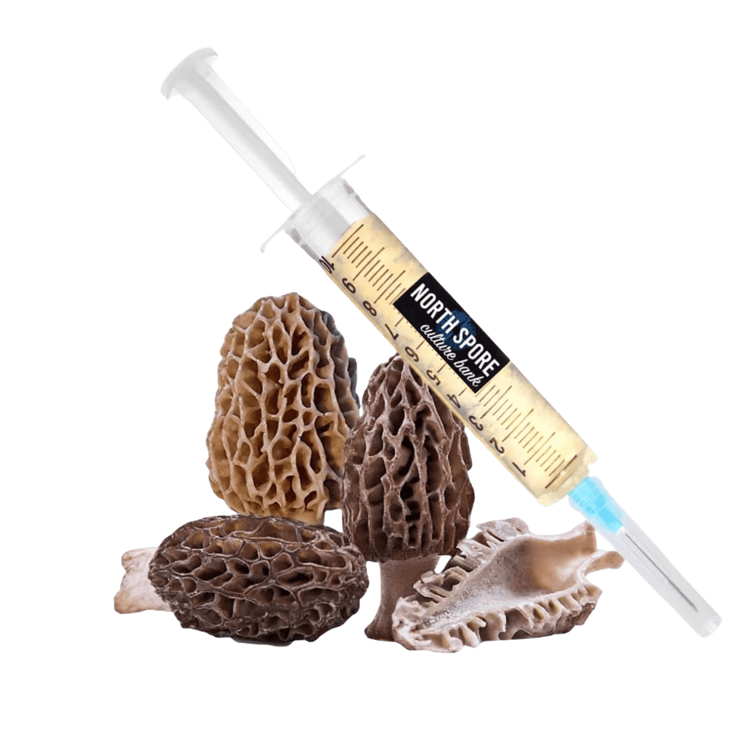 Morel Mushroom Liquid Culture Syringe | North Spore