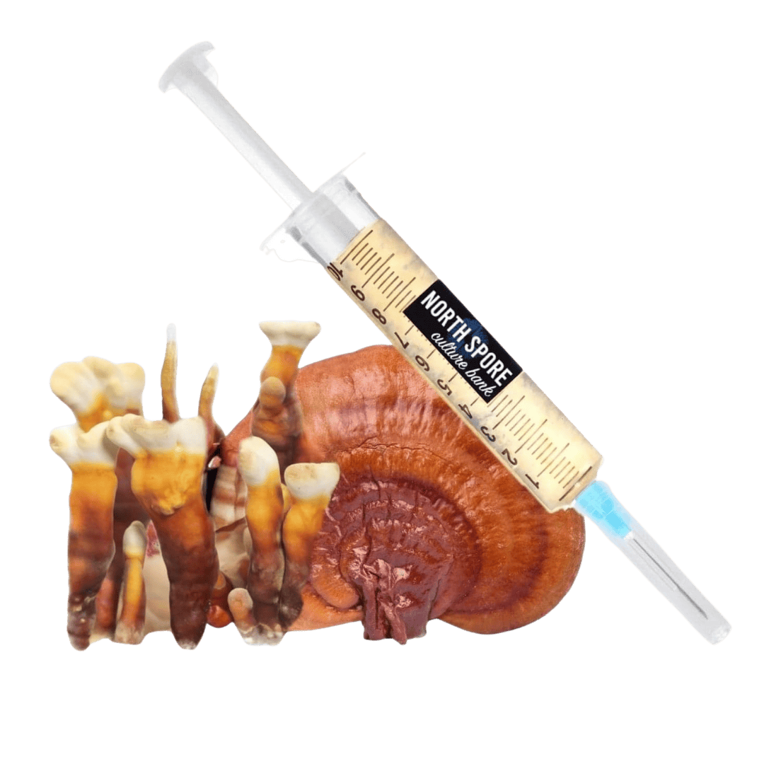 Reishi Mushroom Liquid Culture Syringe | North Spore
