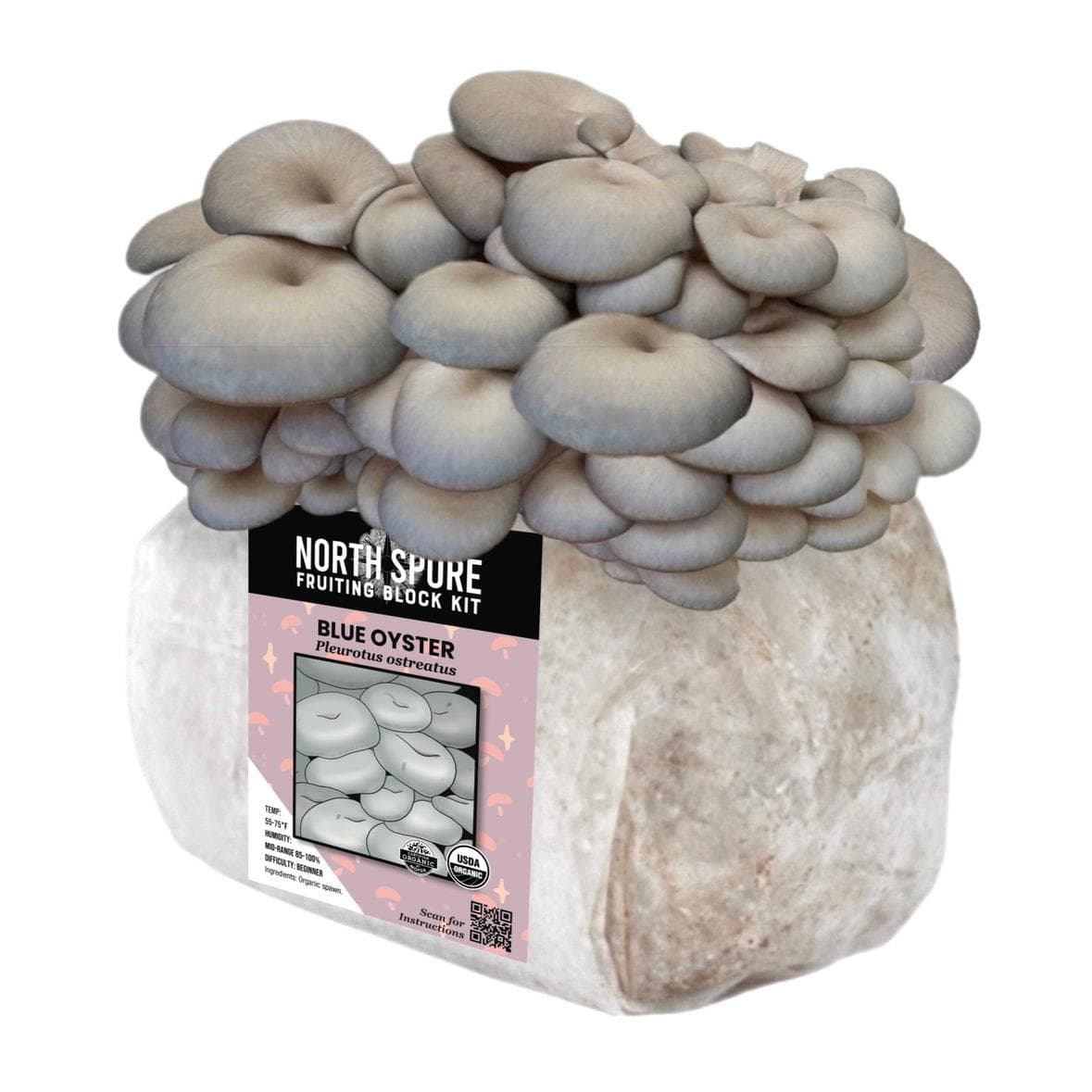 Organic Blue Oyster Fruiting Block | Mushroom Growing Kit – North Spore