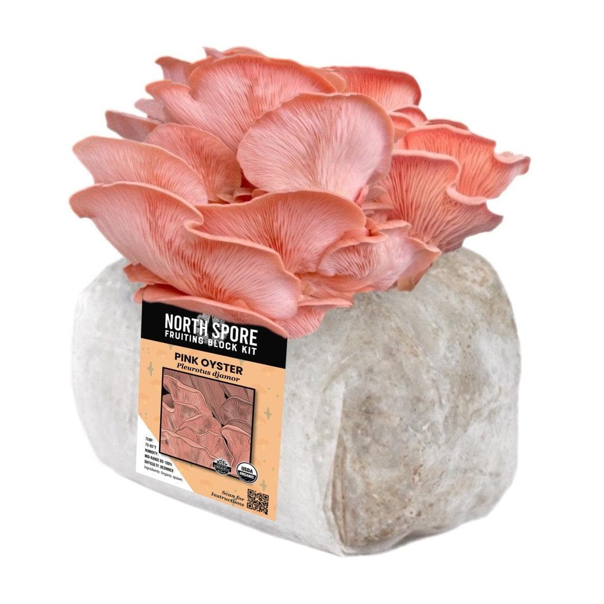 Organic Pink Oyster Fruiting Block | Mushroom Growing Kit – North Spore