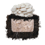 Garden Bed Spawn – North Spore