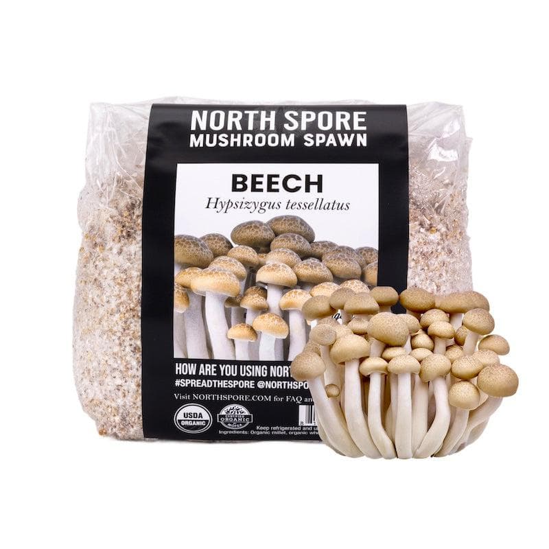 Organic Beech Mushroom Grain Spawn | North Spore