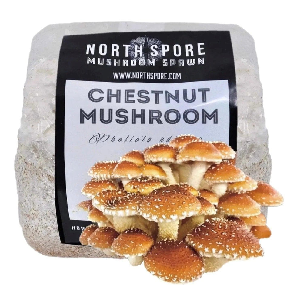 Organic Chestnut Mushroom Grain Spawn | North Spore