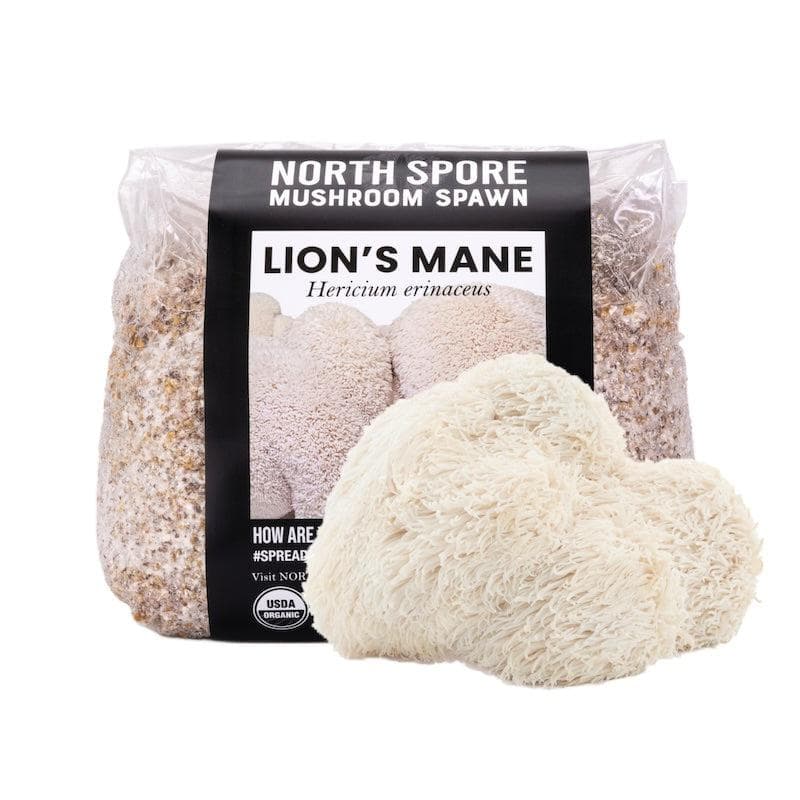 Organic Lion's Mane Mushroom Grain Spawn | North Spore
