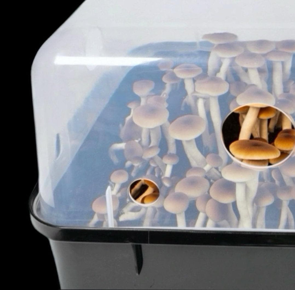 Automated 'Boomr Bin' Wood-Loving Mushroom Monotub System – North Spore