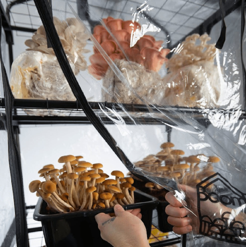 'BoomRoom II' Automated Martha Tent Mushroom Grow System – North Spore