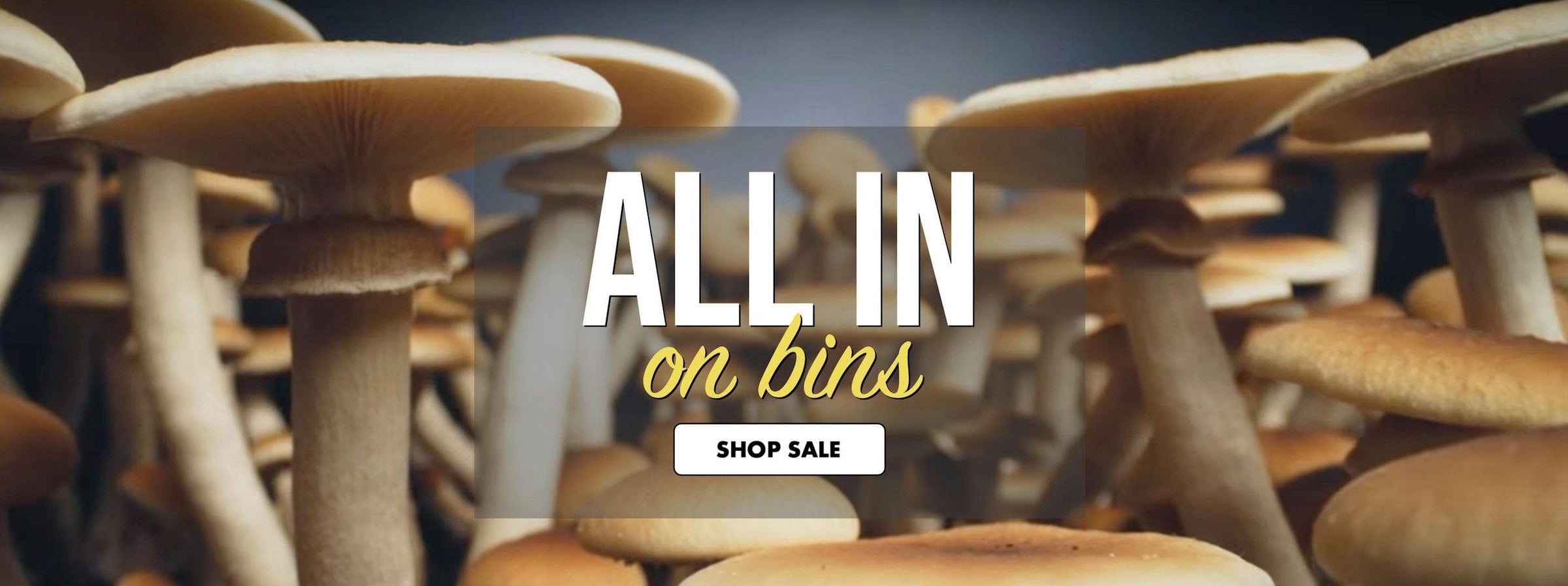 North Spore | Premium Mushroom Growing Supplies