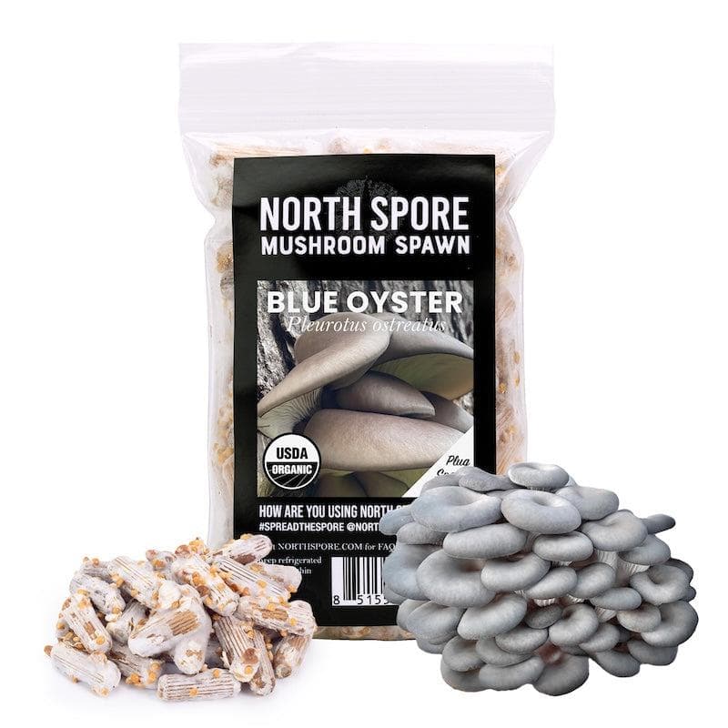 Organic Blue Oyster Mushroom Plug Spawn – North Spore