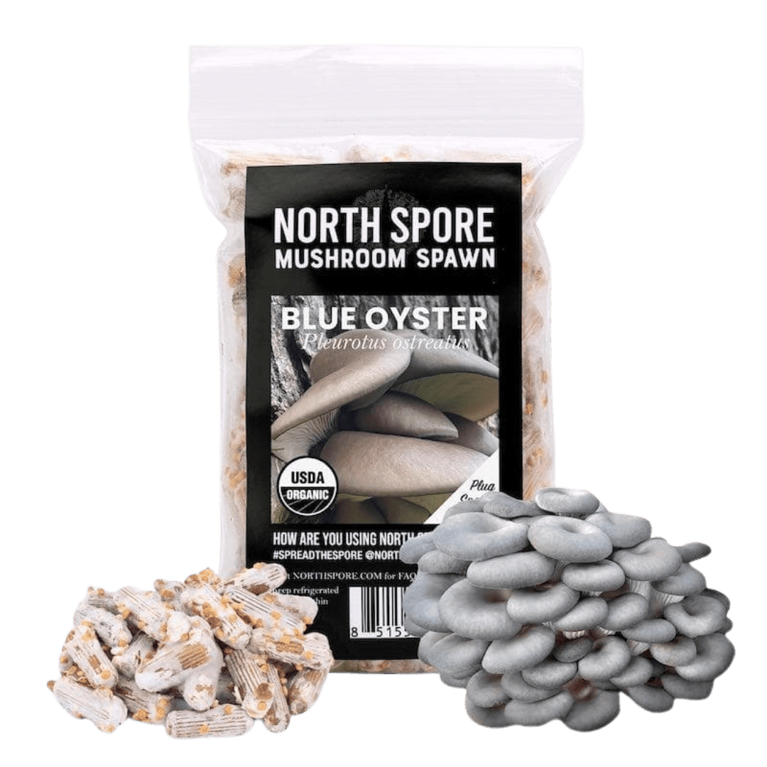 Organic Blue Oyster Mushroom Plug Spawn – North Spore