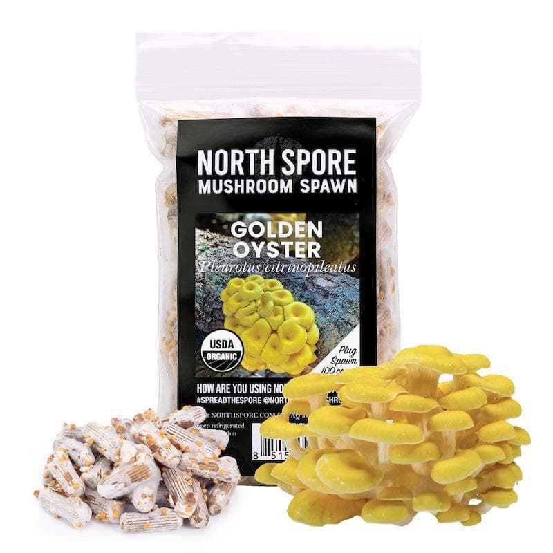 Organic Golden Oyster Mushroom Plug Spawn – North Spore