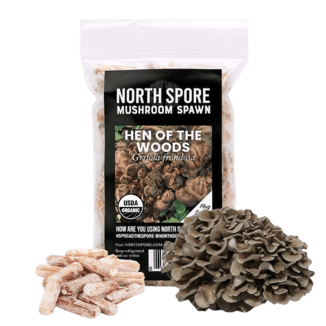 Organic Hen of the Woods (Maitake) Mushroom Plug Spawn – North Spore