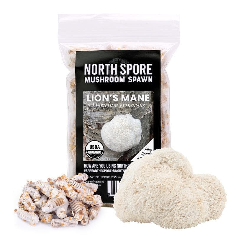Organic Lion's Mane Mushroom Plug Spawn – North Spore
