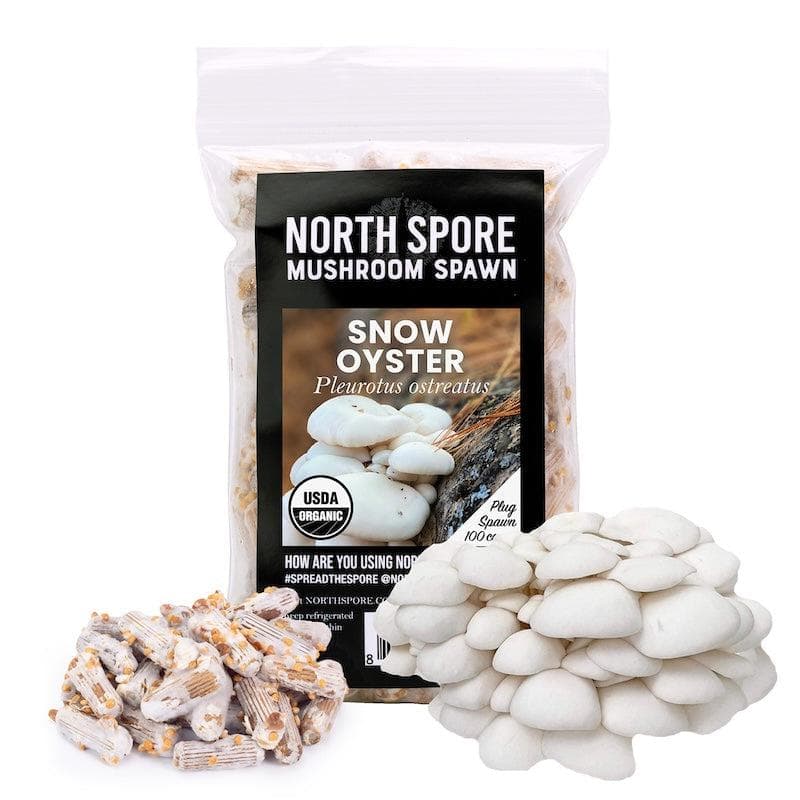 Organic Snow Oyster Mushroom Plug Spawn – North Spore