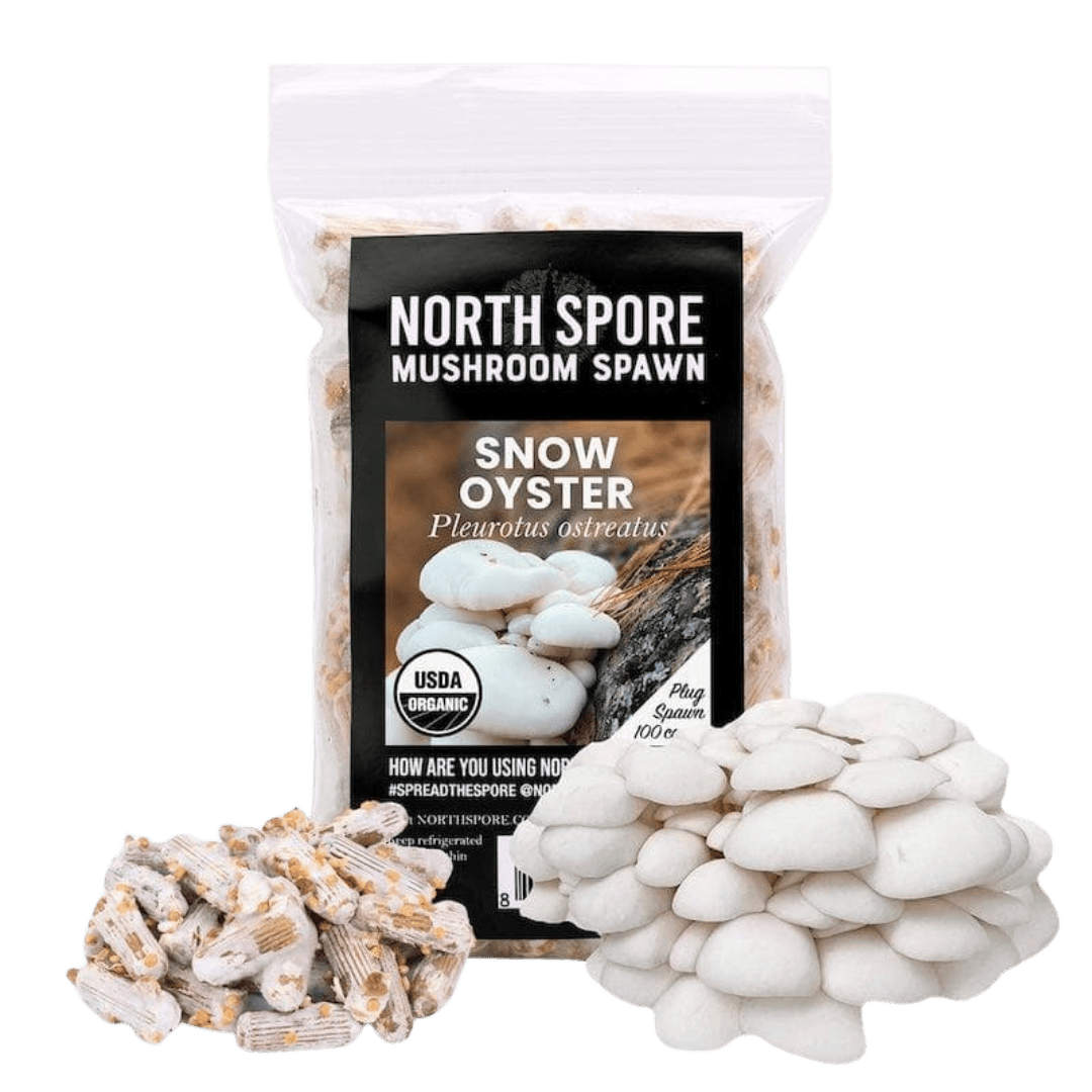 Organic Snow Oyster Mushroom Plug Spawn – North Spore