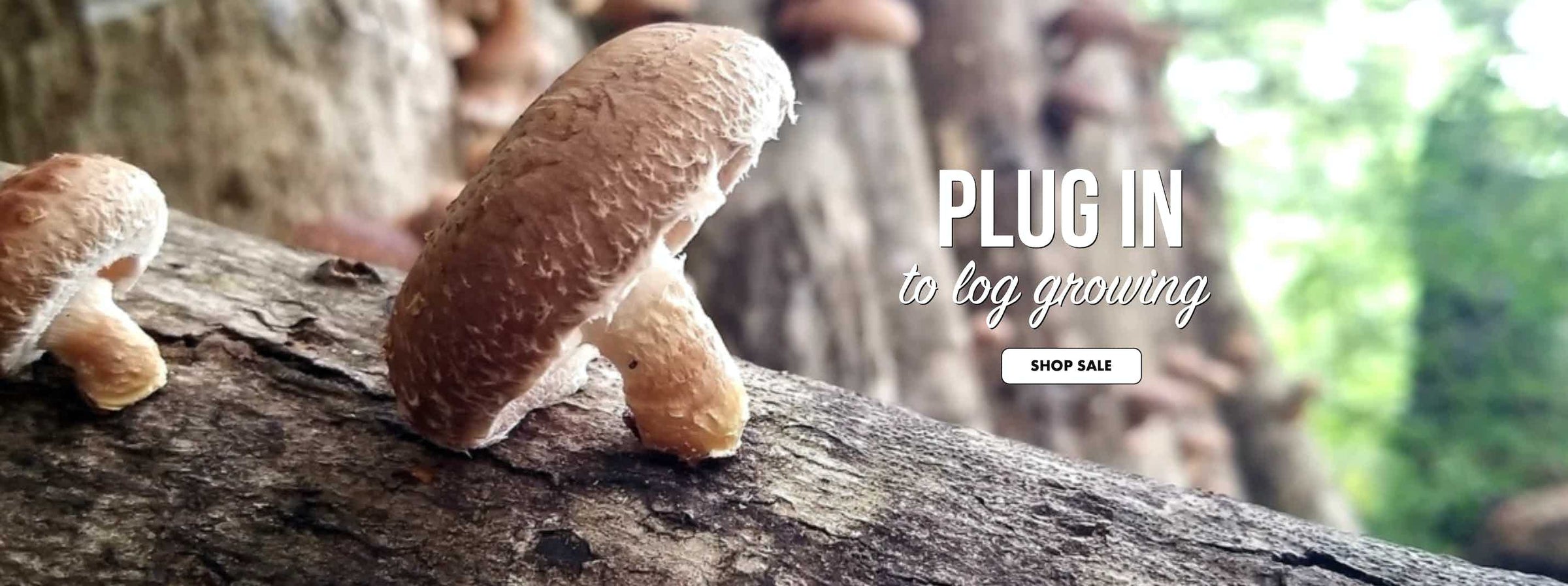 North Spore | Premium Mushroom Growing Supplies