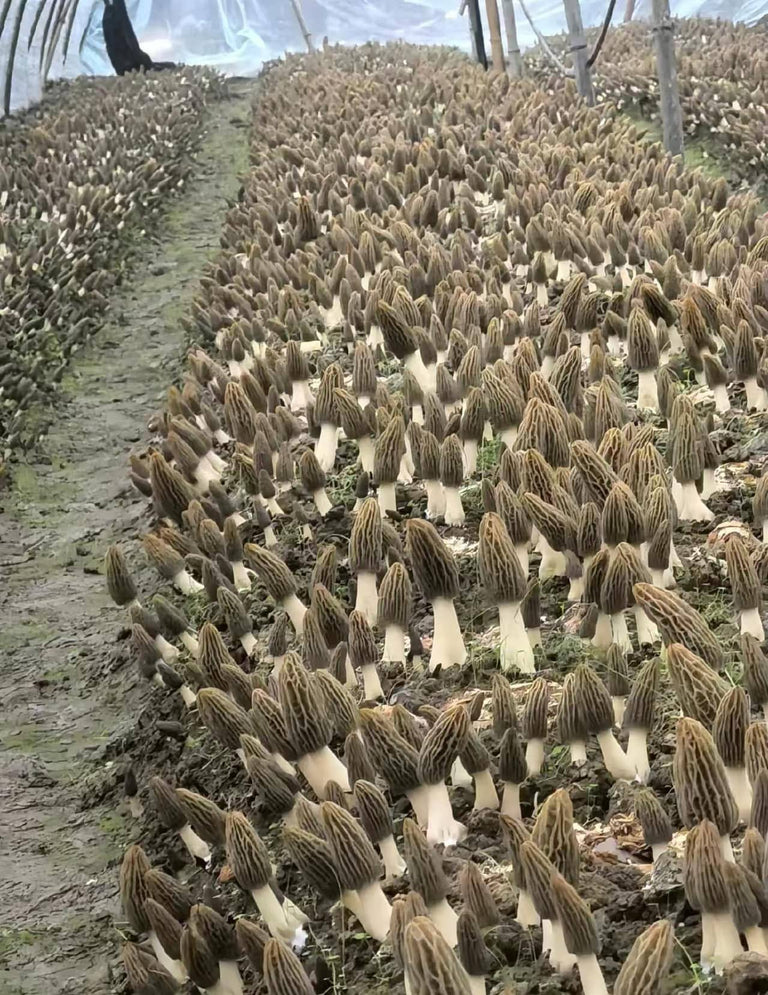 The Ultimate Morel Growing Guide – North Spore