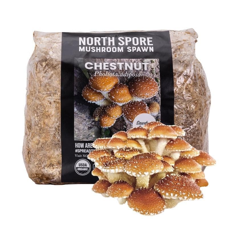 Organic Chestnut Mushroom Sawdust Spawn | North Spore