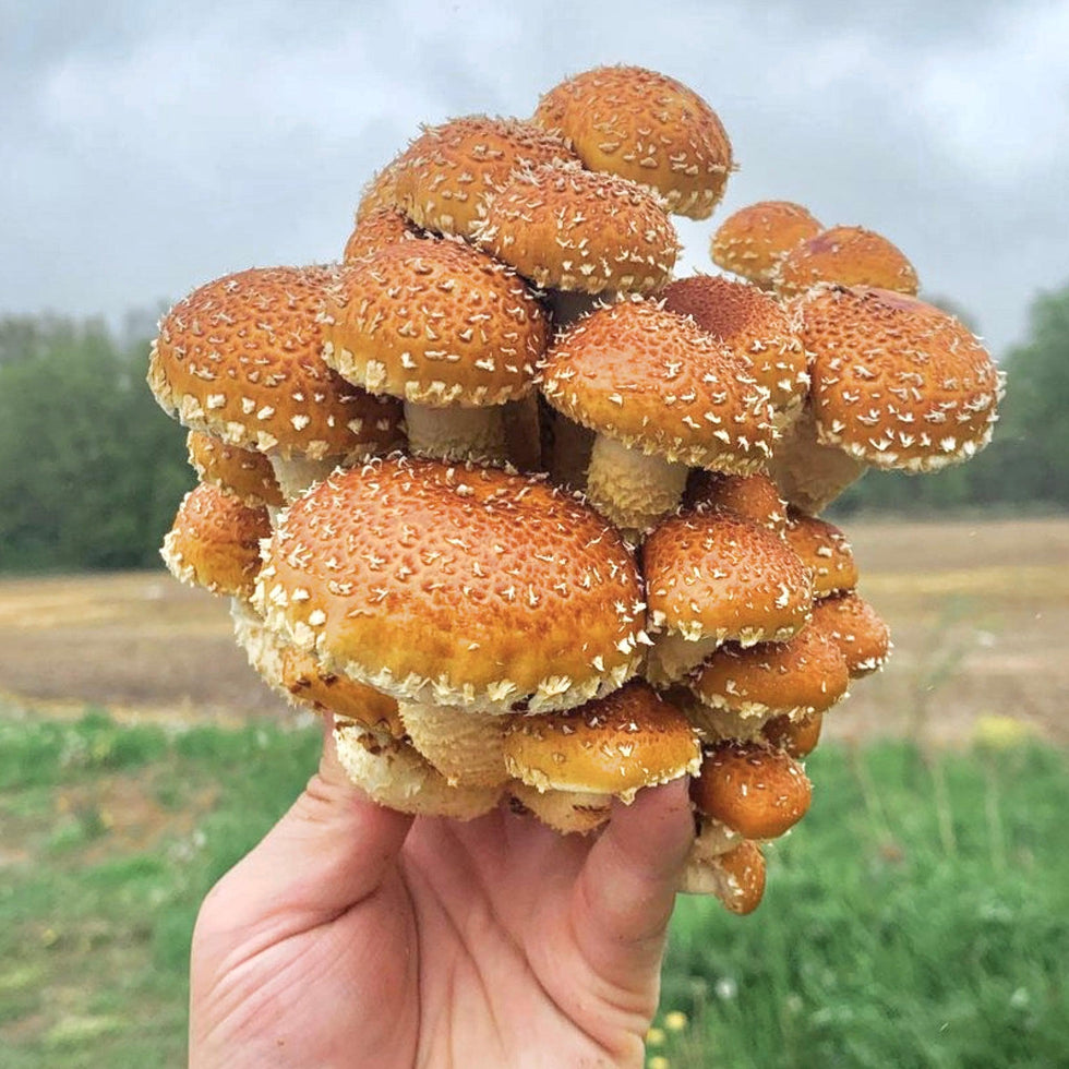 Organic Chestnut Mushroom Sawdust Spawn | North Spore
