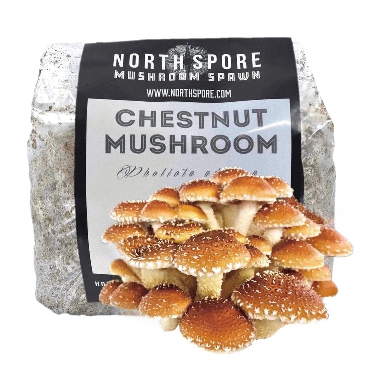 Organic Chestnut Mushroom Sawdust Spawn | North Spore