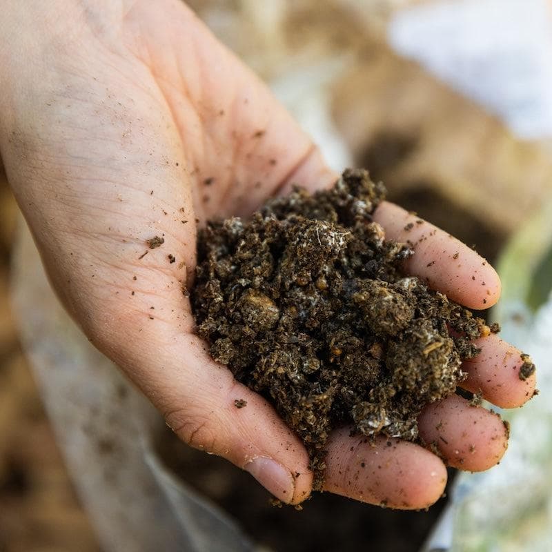 Organic Lion's Mane Mushroom Sawdust Spawn | North Spore