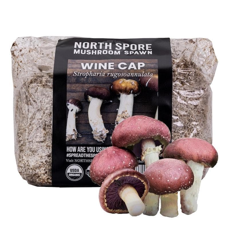 Organic Wine Cap (Garden Giant) Mushroom Sawdust Spawn – North Spore