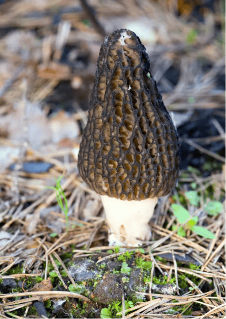 How to Find and Grow Morel Mushrooms | North Spore
