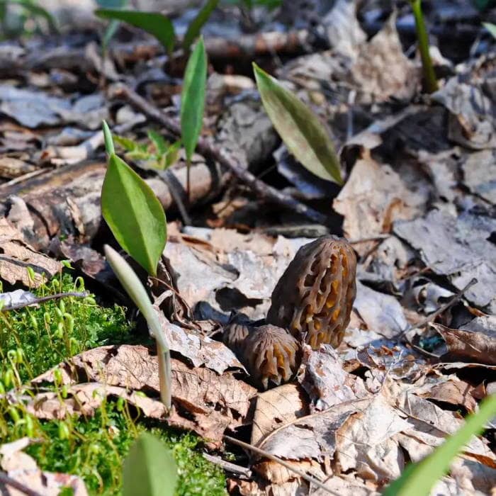 How to Find and Grow Morel Mushrooms | North Spore