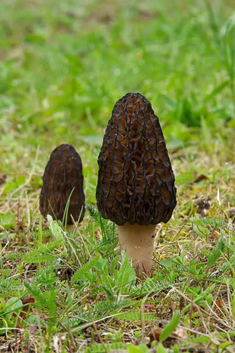 How to Find and Grow Morel Mushrooms | North Spore