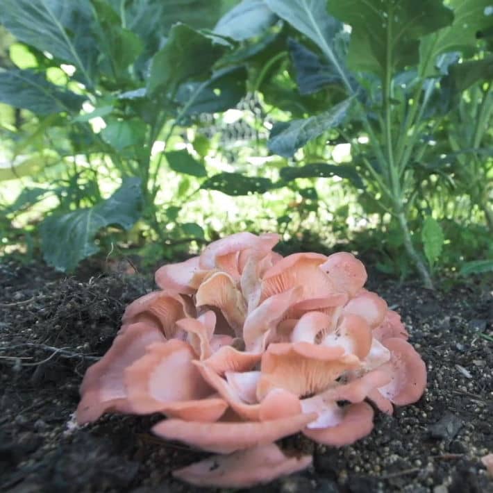 5 Mushrooms to Grow in Outdoor Beds | Mushroom Garden Ideas | North Spore