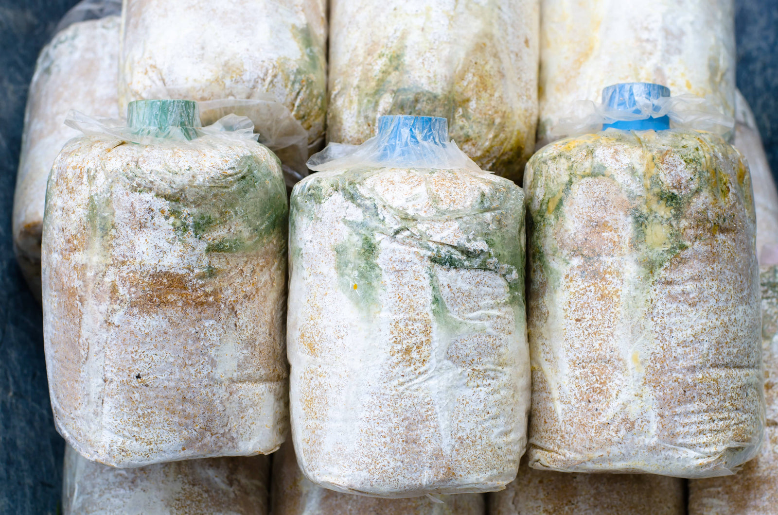 Common Contamination in Mushroom Cultivation | North Spore