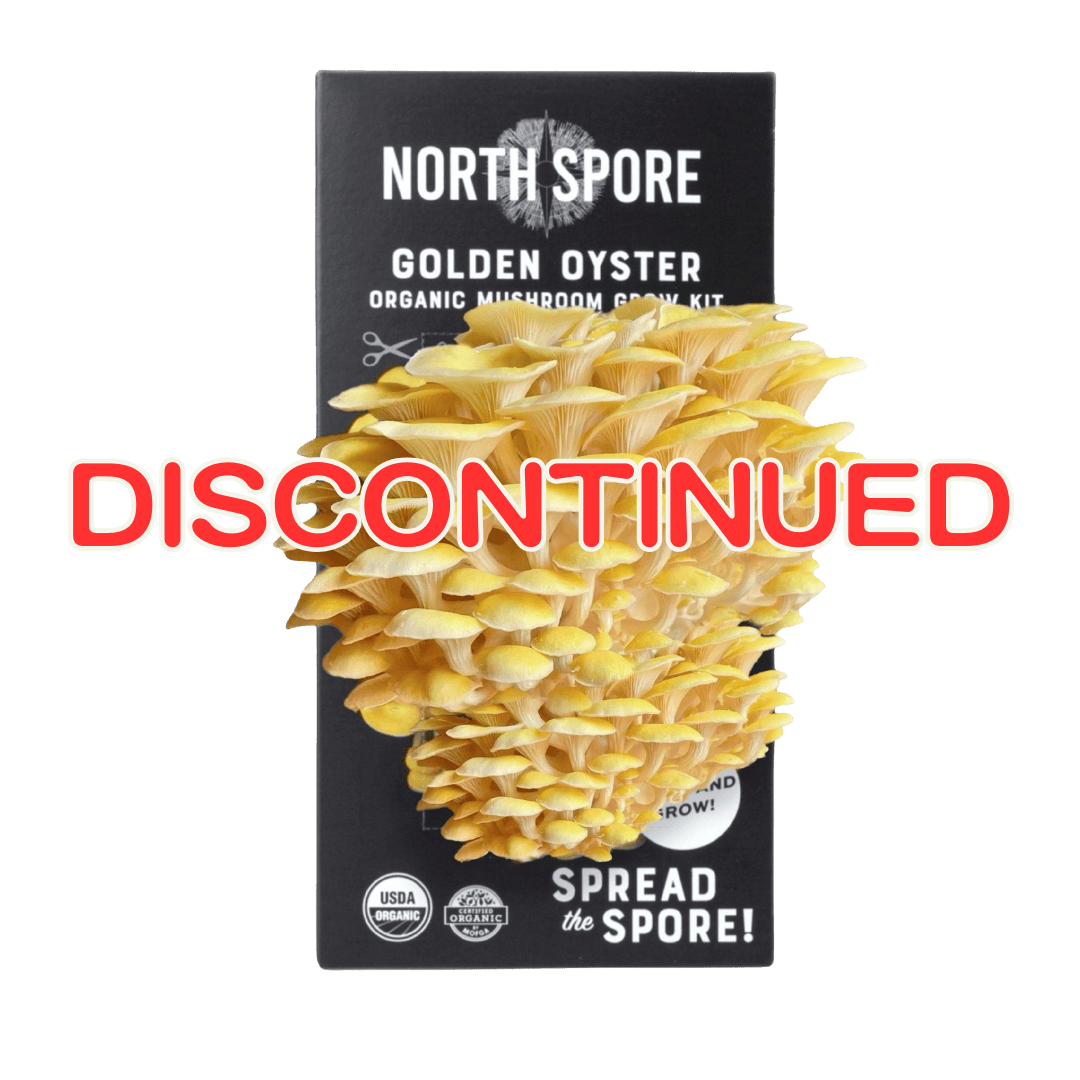 Organic Golden Oyster 'Spray & Grow' Mushroom Growing Kit – North Spore
