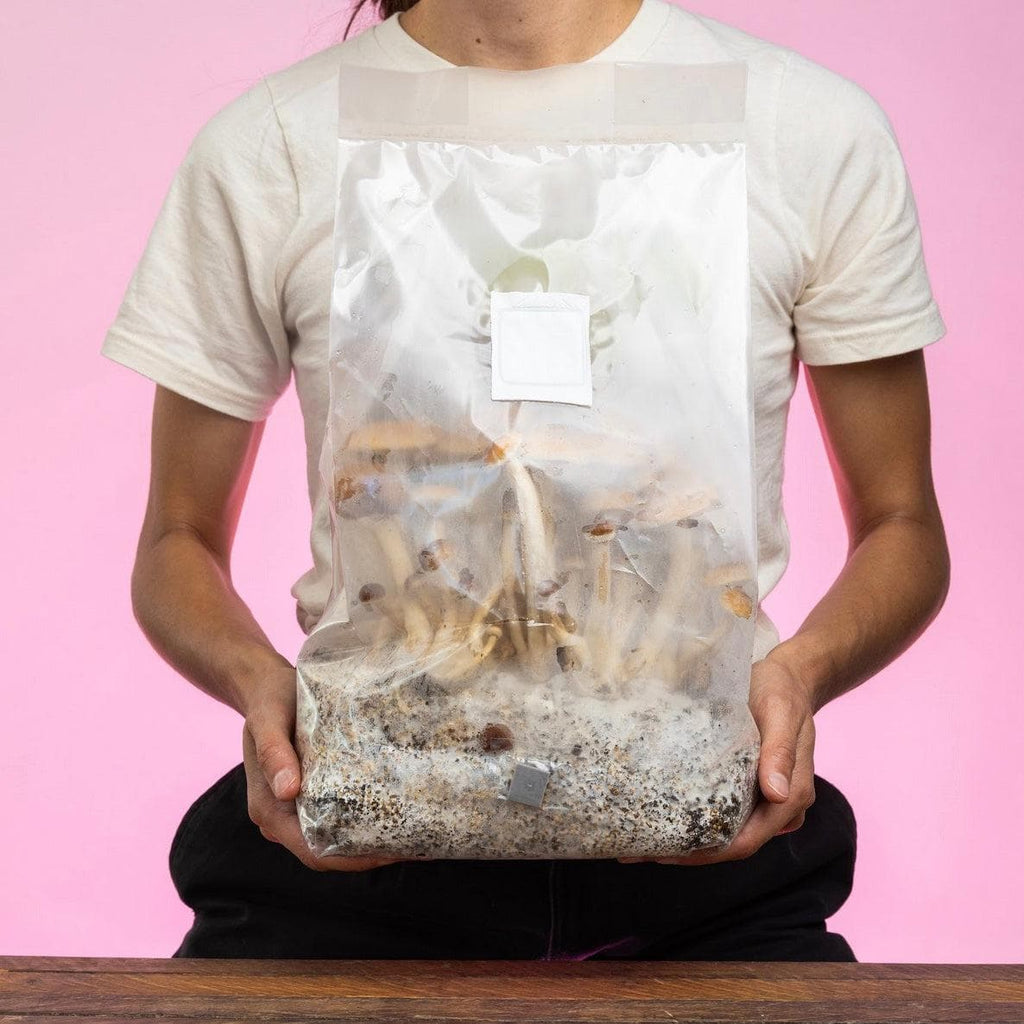 How to Grow Mushrooms Indoors - Tips and Techniques | North Spore